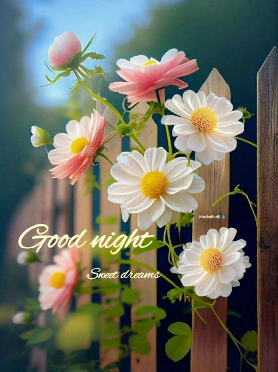 Good Night With Flowers Pictures, Photos, and Images for Facebook ...