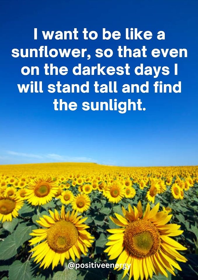 I Want To Be Like A Sunflower, So That Even On The Darkest Days I Will ...