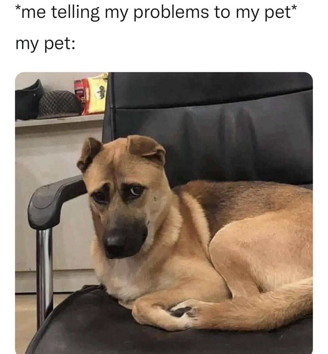 Me Telling My Problems To My Pet Pictures, Photos, and Images for ...