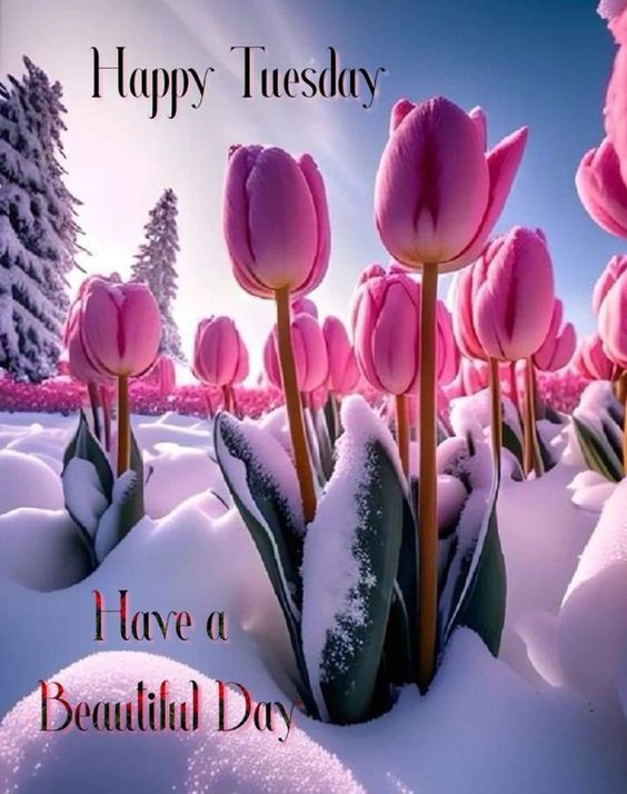Tulips In Snow - Happy Tuesday Pictures, Photos, and Images for ...