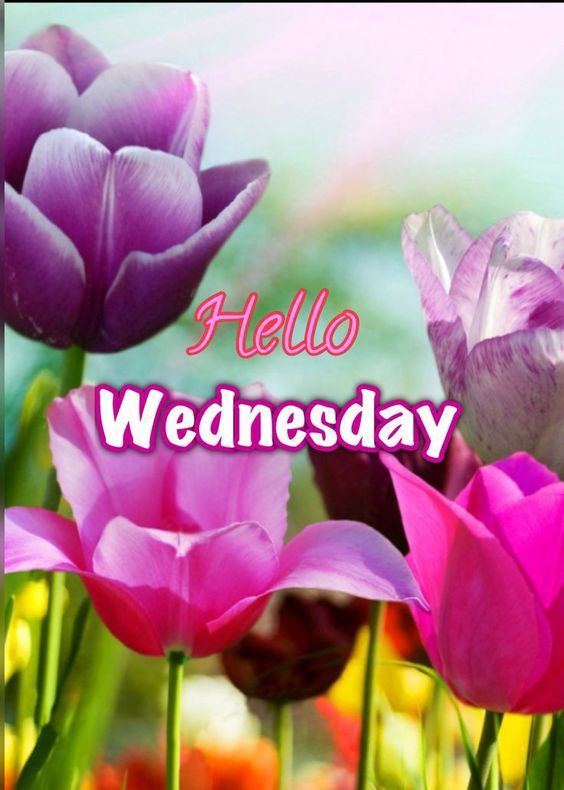 Hello Wednesday Pictures, Photos, and Images for Facebook, Tumblr ...