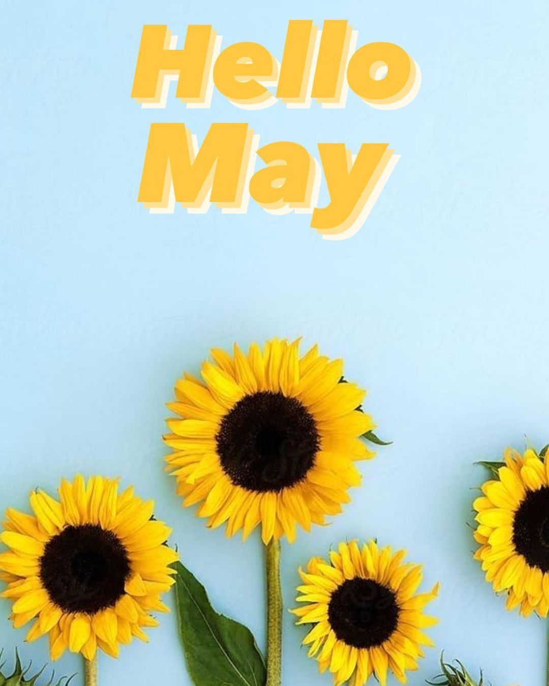 Hello May Sunflowers Pictures, Photos, and Images for Facebook, Tumblr ...