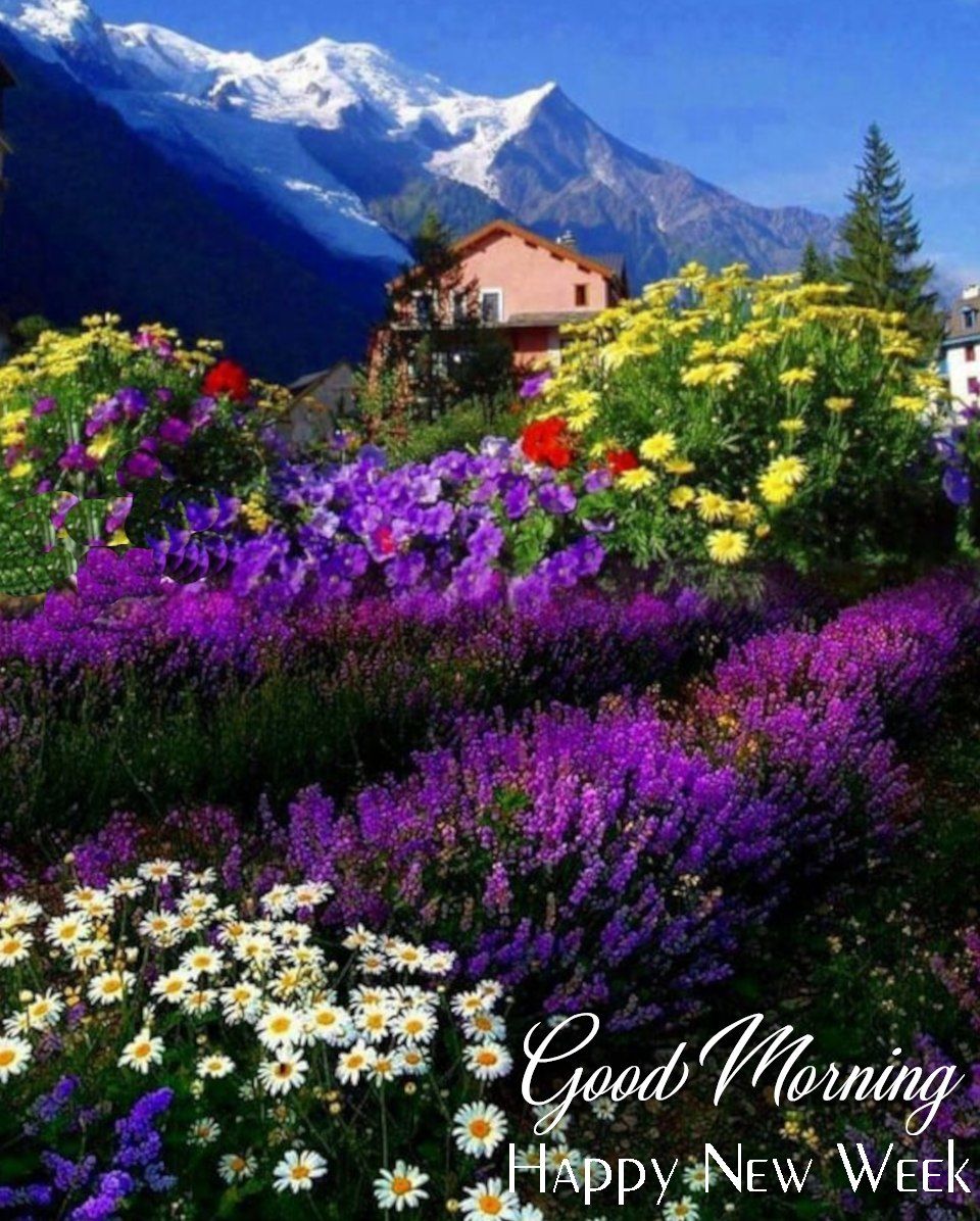 Happy New Week, Good Morning Pictures, Photos, and Images for Facebook ...