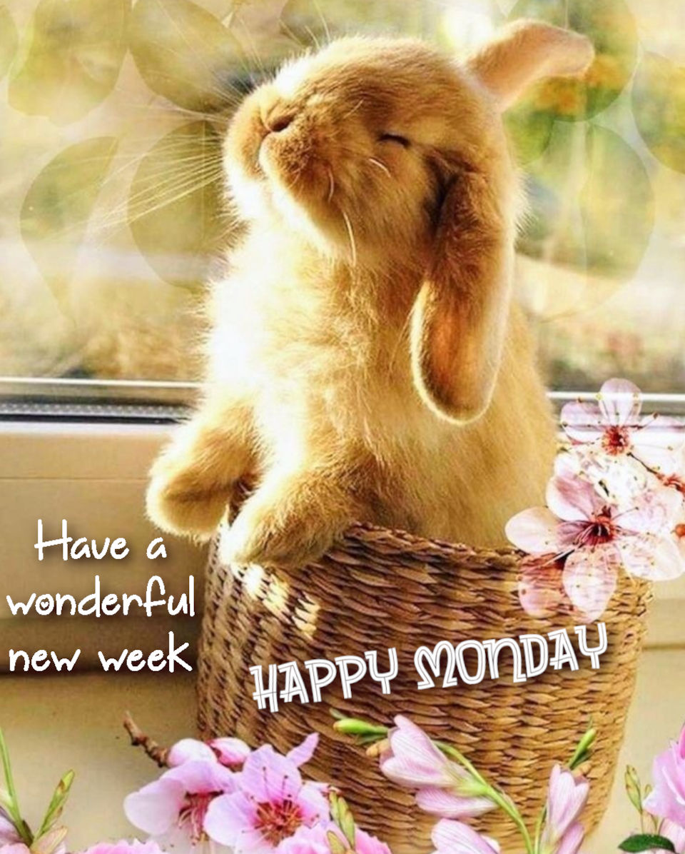 Happy Monday With Bunny Rabbit Pictures, Photos, and Images for ...