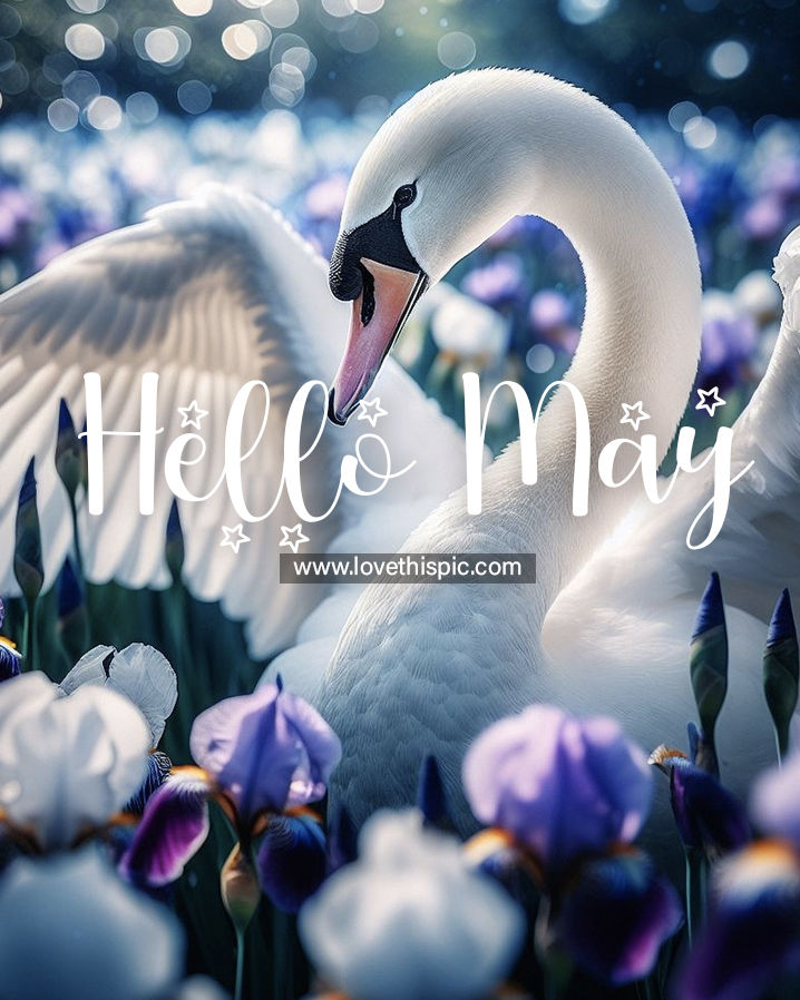 Beautiful Swan - Hello May Quote Pictures, Photos, and Images for ...