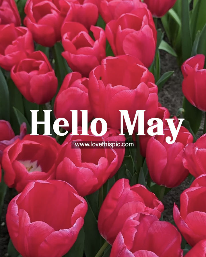 Red Tulips Hello May Quote Pictures, Photos, and Images for Facebook ...