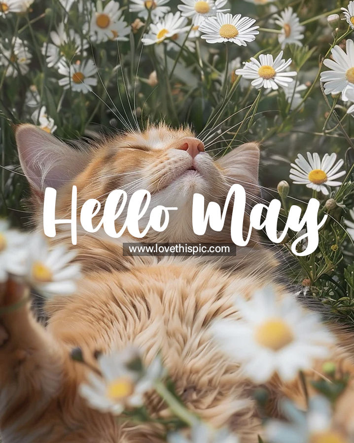 Cat Laying In Flowers - Hello May Quote Pictures, Photos, and Images ...