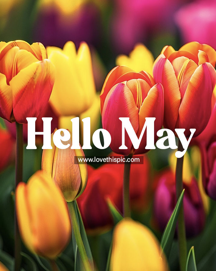 Colorful Tulips - Hello May Pictures, Photos, and Images for Facebook ...