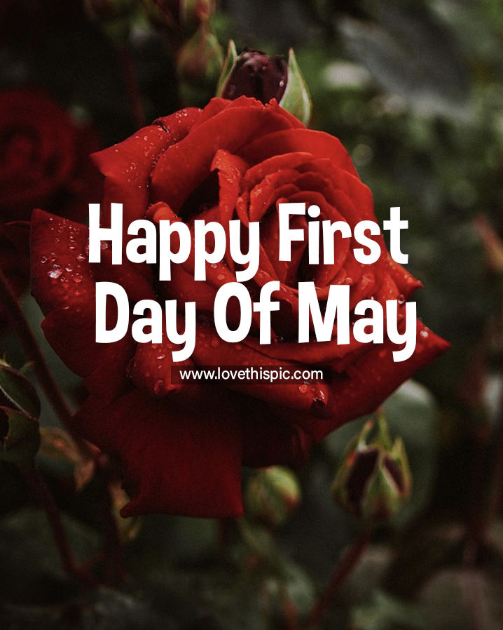 Red Rose - Happy First Day Of May Pictures, Photos, and Images for ...