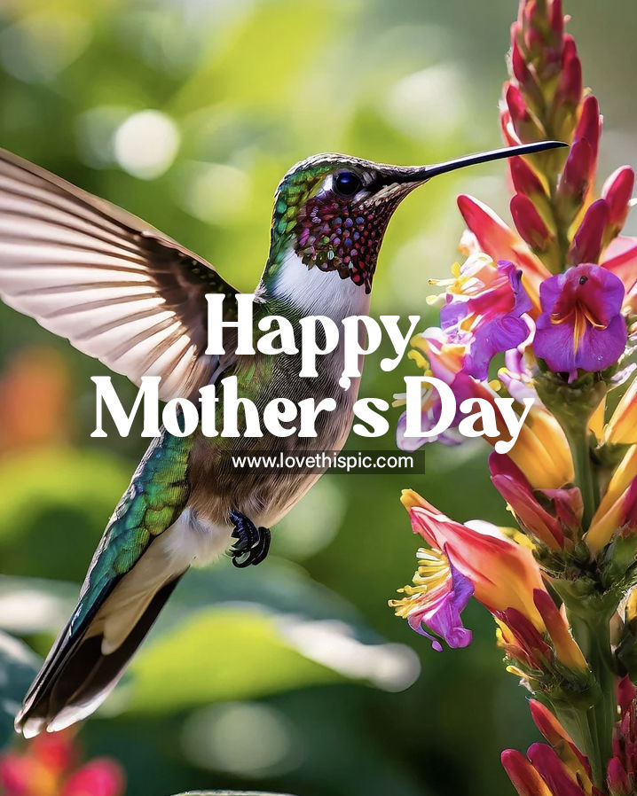 Hummingbird Mother's Day Quote Pictures, Photos, and Images for ...