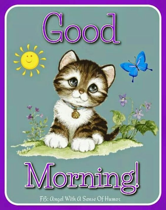 Cute Kitten Good Morning Quote Pictures, Photos, and Images for ...
