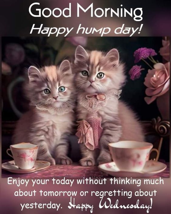 Happy Hump Day! Good Morning Pictures, Photos, and Images for Facebook, Tumblr, Pinterest, and ...