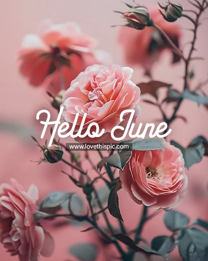 Pink Peonies Hello June Quote Pictures, Photos, and Images for Facebook ...