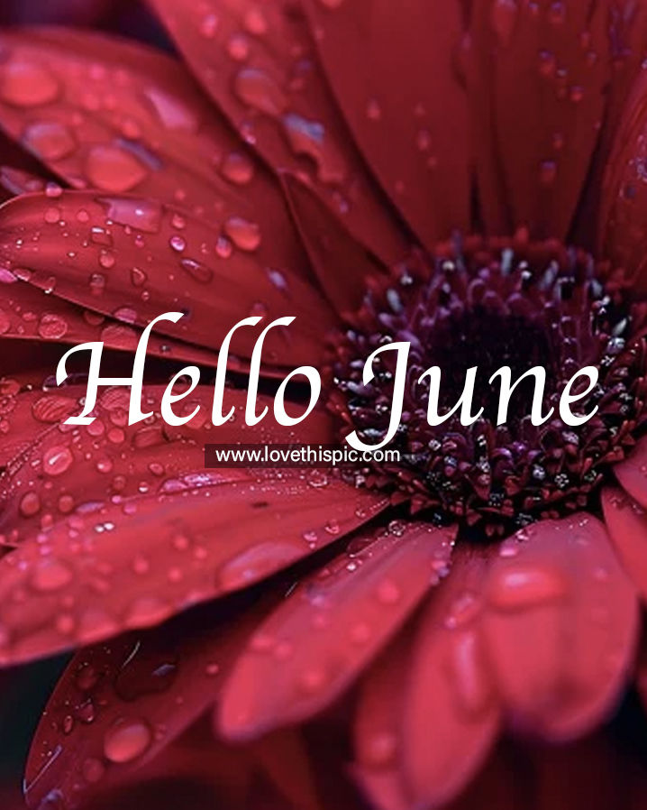 Wet Daisy - Hello June Greeting Pictures, Photos, and Images for ...