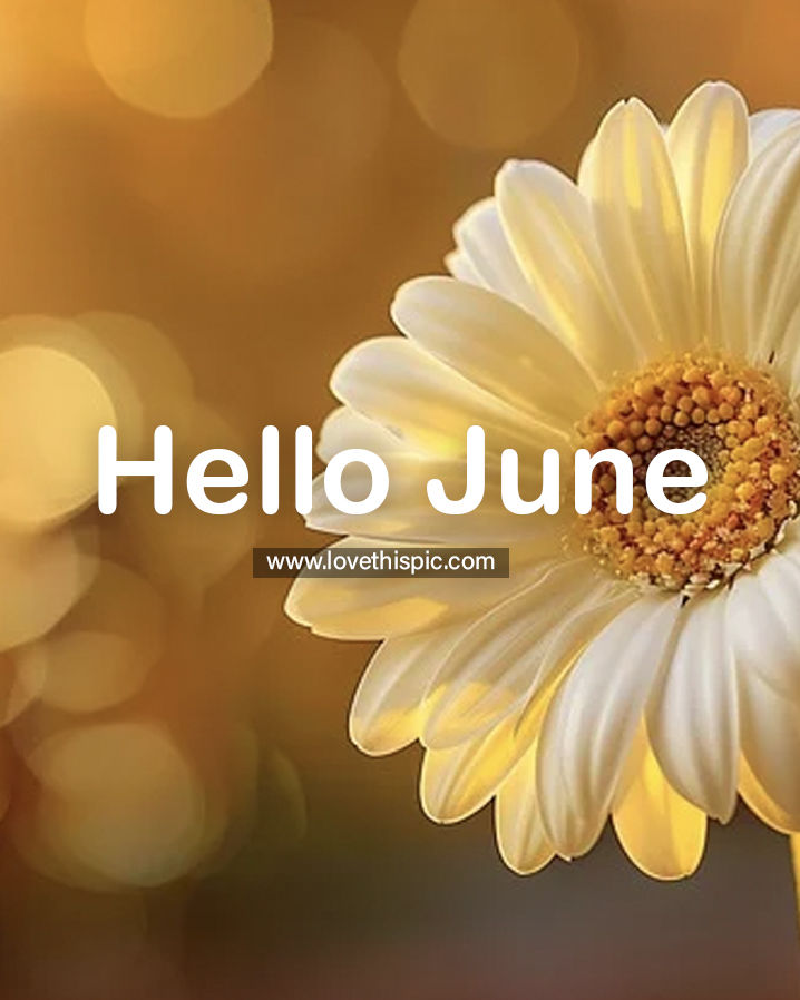 White Daisy - Hello June Quote Pictures, Photos, and Images for ...