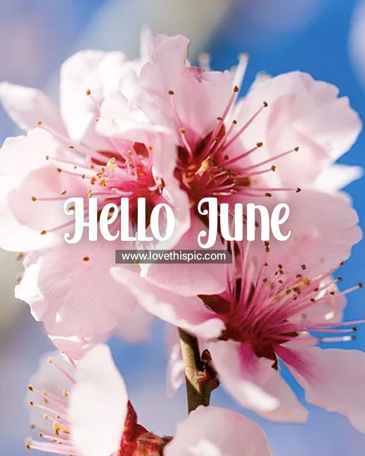 Cherry Blossom Hello June Quote Pictures, Photos, and Images for ...