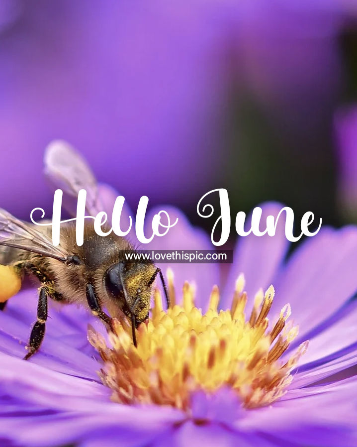 Bee On Flower - Hello June Quote Pictures, Photos, and Images for ...