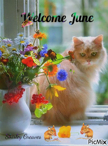 Beautiful Kitty - Welcome June Pictures, Photos, and Images for ...