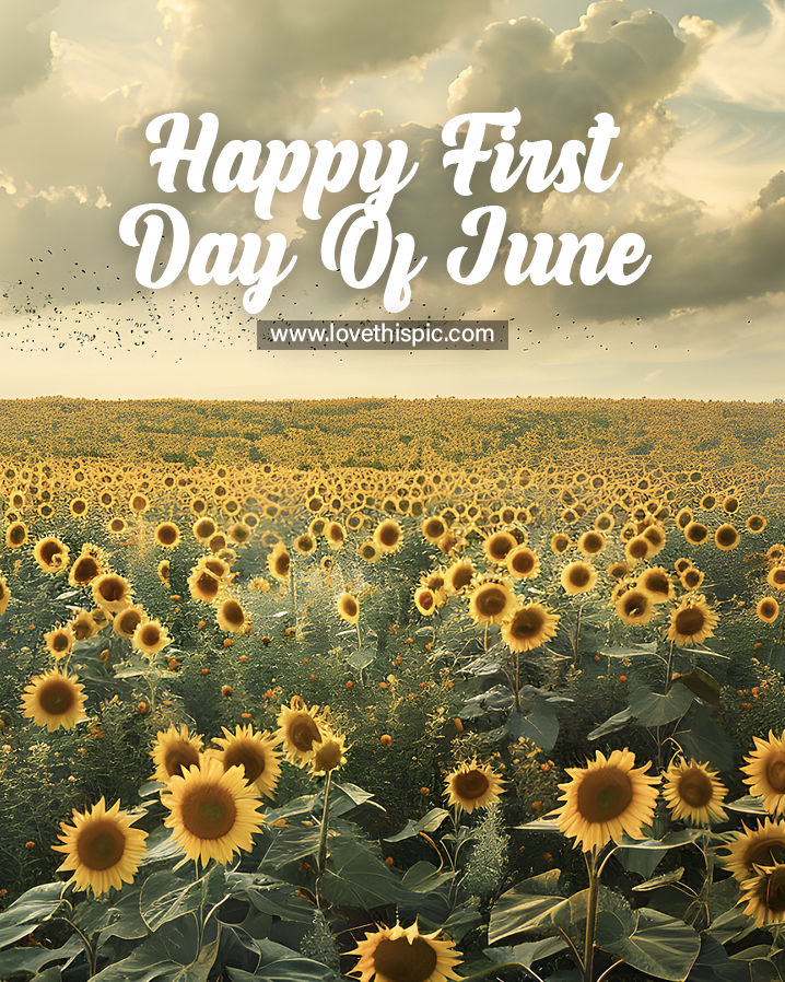 Sunflower Field - Happy First Day Of June Pictures, Photos, and Images ...