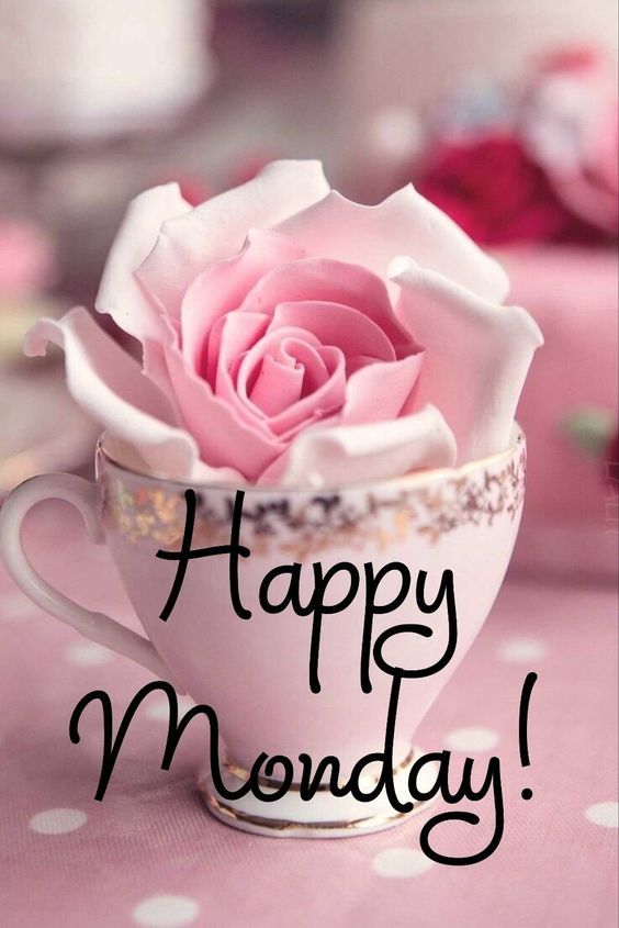 Pink Rose Happy Monday Greeting Pictures, Photos, and Images for ...