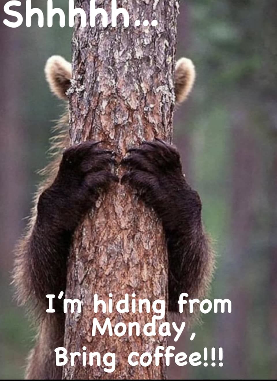 Shhh I'm Hiding From Monday, Bring Coffee Pictures, Photos, and Images ...