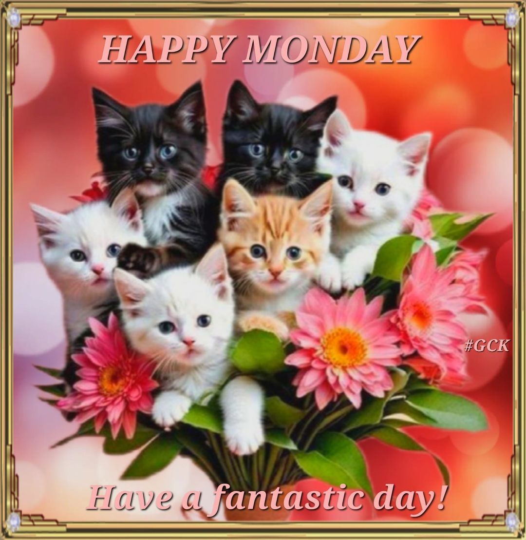Kitty Family - Happy Monday, Have A Fantastic Day! Pictures, Photos ...