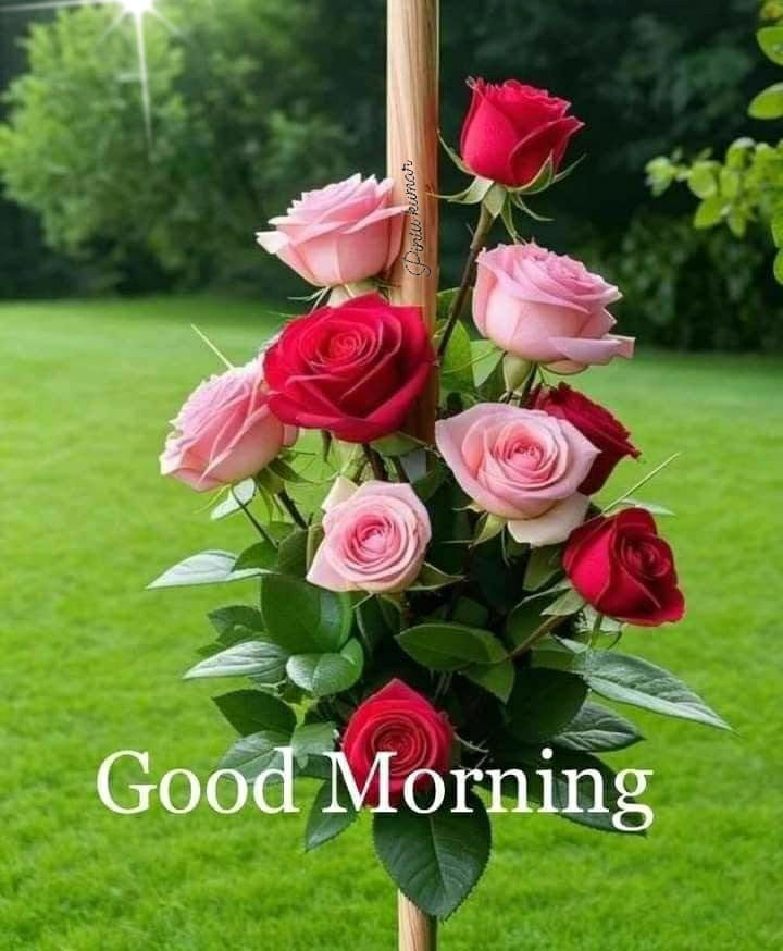 Pink & Red Rose Good Morning Quote Pictures, Photos, and Images for ...