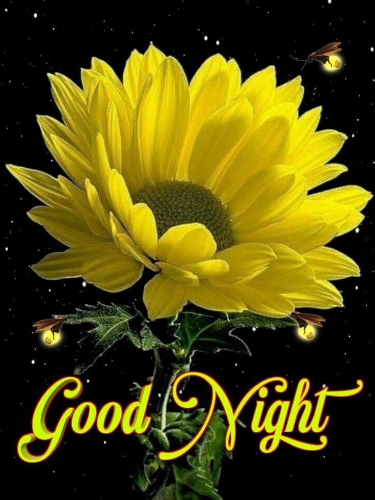 Good Night Quote With Sunflower Pictures, Photos, and Images for ...
