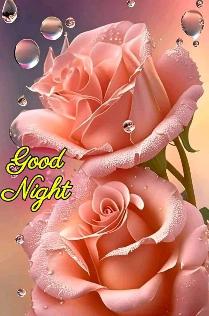 Pink Rose Good Night Quote Pictures, Photos, and Images for Facebook ...