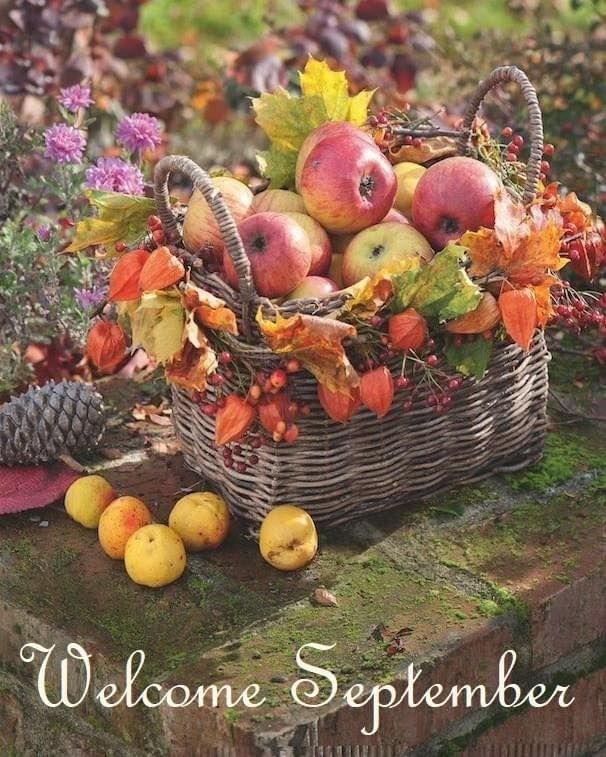 Apple Basket - Welcome September Pictures, Photos, and Images for ...