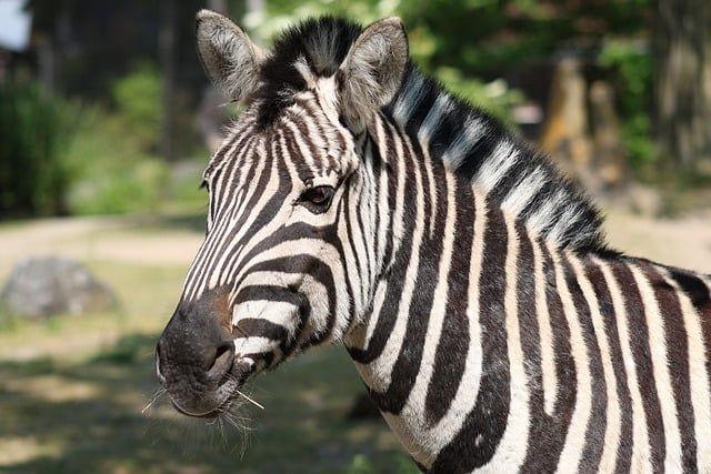 Zebra Pictures, Photos, and Images for Facebook, Tumblr, Pinterest, and ...