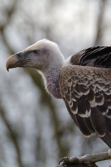 Vulture Pictures, Photos, and Images for Facebook, Tumblr, Pinterest ...