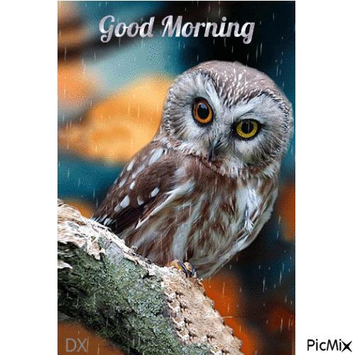 Good Morning Owl Gif Pictures, Photos, and Images for Facebook, Tumblr ...