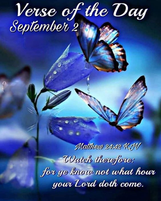 Blue Butterfly - September 2, Verse Of The Day Pictures, Photos, and ...