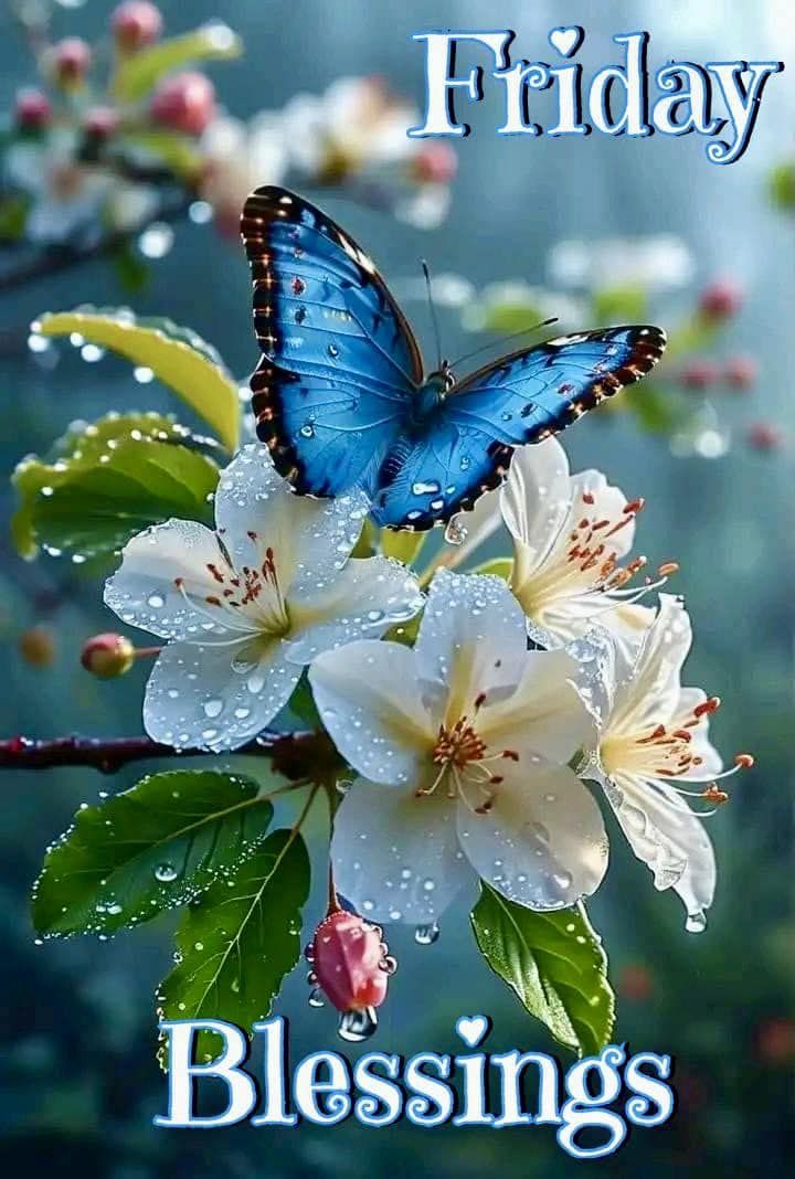 Beautiful Butterfly - Friday Blessings Pictures, Photos, and Images for ...