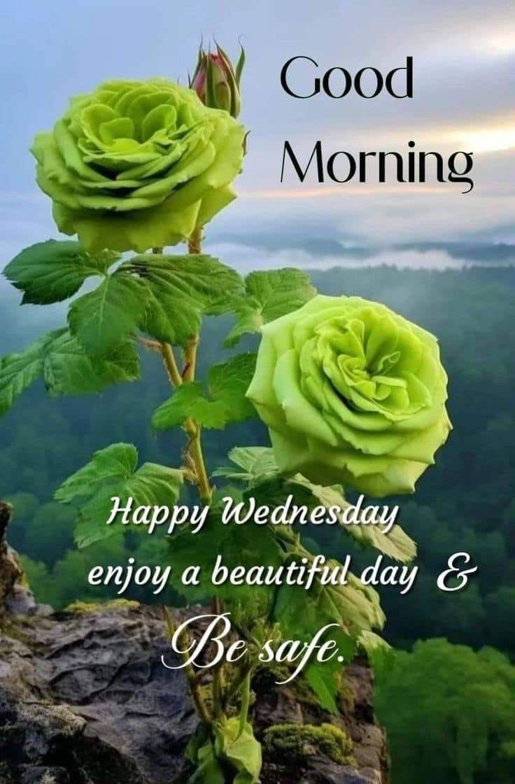 Green Rose, Happy Wednesday, Good Morning Message Pictures, Photos, and ...