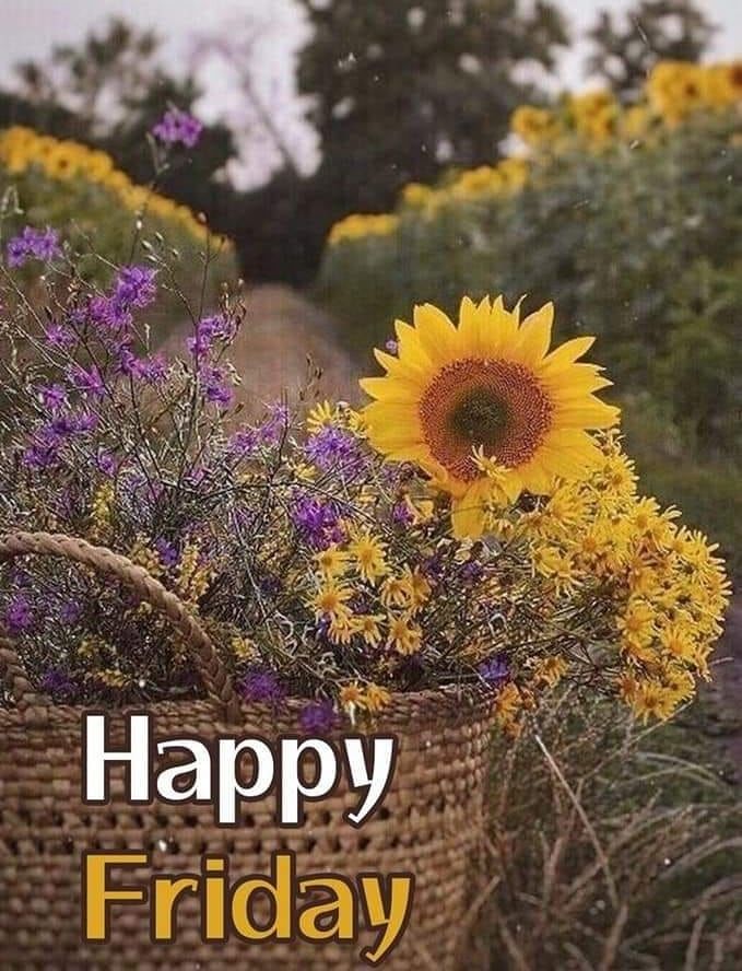 Sunflower Basket - Happy Friday Pictures, Photos, and Images for ...