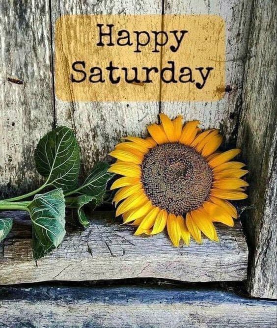 Happy Saturday Sunflower Pictures, Photos, and Images for Facebook ...