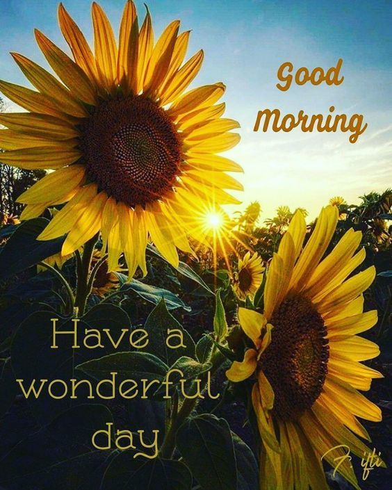 Sunflowers At Sunrise: Good Morning...have A Wonderful Day Pictures ...