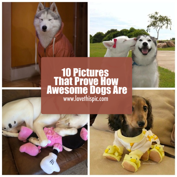 10 Pictures That Prove How Awesome Dogs Are