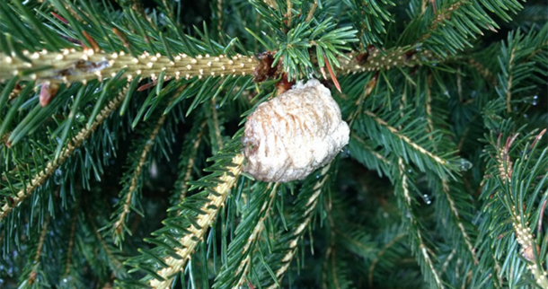 If You See This Thing Growing On Your Christmas Tree Get Rid Of It ...