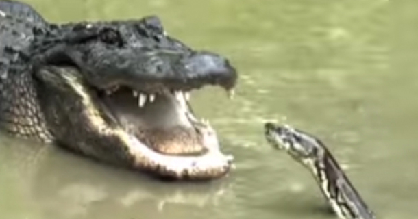 Python attacks alligator in a body of water, however no one ever ...