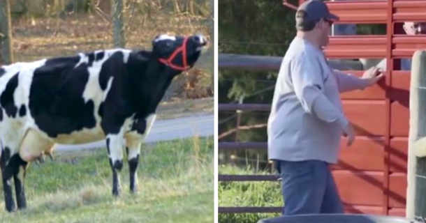 Lonely Cow Cries Nonstop Until Farmer Appears And Opens Something That ...