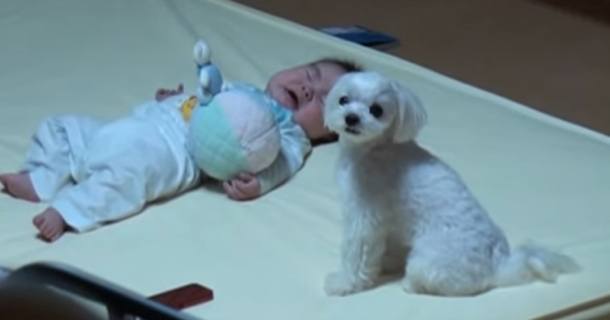 Little Puppy Saw Baby Crying And Knew What To Do To Calm Him Down