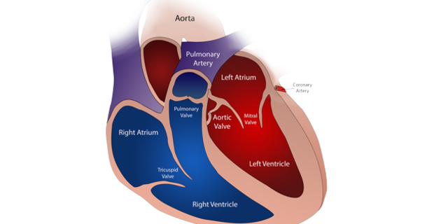Do you have a healthy heart? 10 signs of poor heart health and heart attack