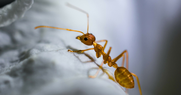 Experts Reveals Clever Secret: Say Goodbye To Ants In Your Home Forever