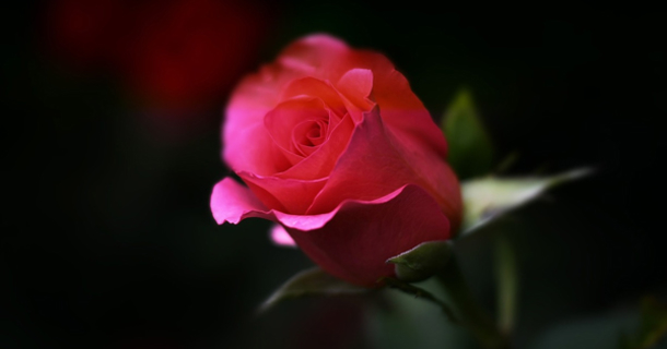 10 Beautiful Love Rose Images
