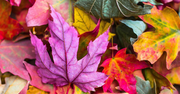 20 Very Beautiful Images For Fall