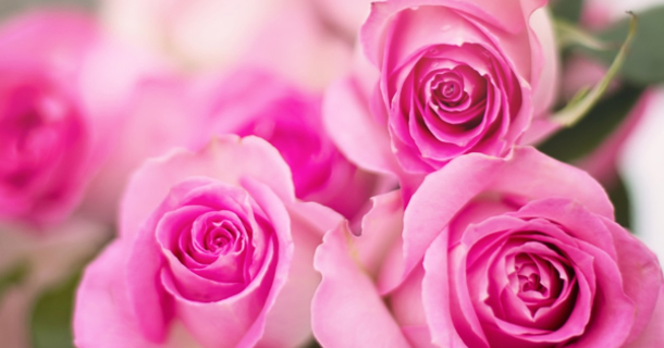 10 Unique & Beautiful Rose Photography