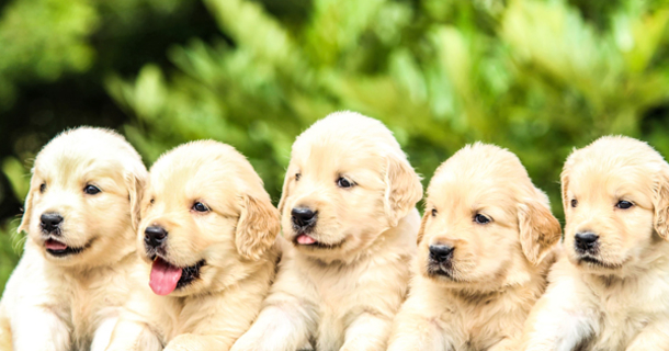 10 Cute & Cuddly Puppy Pictures That Will Make You Smile